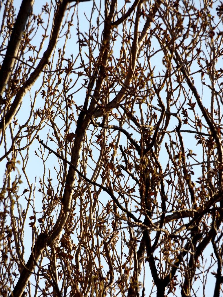 Branches Photography by Alessandro Nesci | Saatchi Art