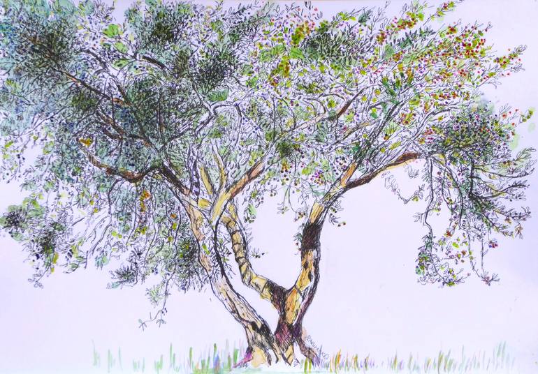 Olive Tree in Provence Drawing by Yolante Karwinska | Saatchi Art