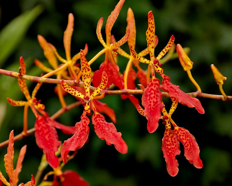 Orchid Fireworks Photography by Peter Treiber | Saatchi Art