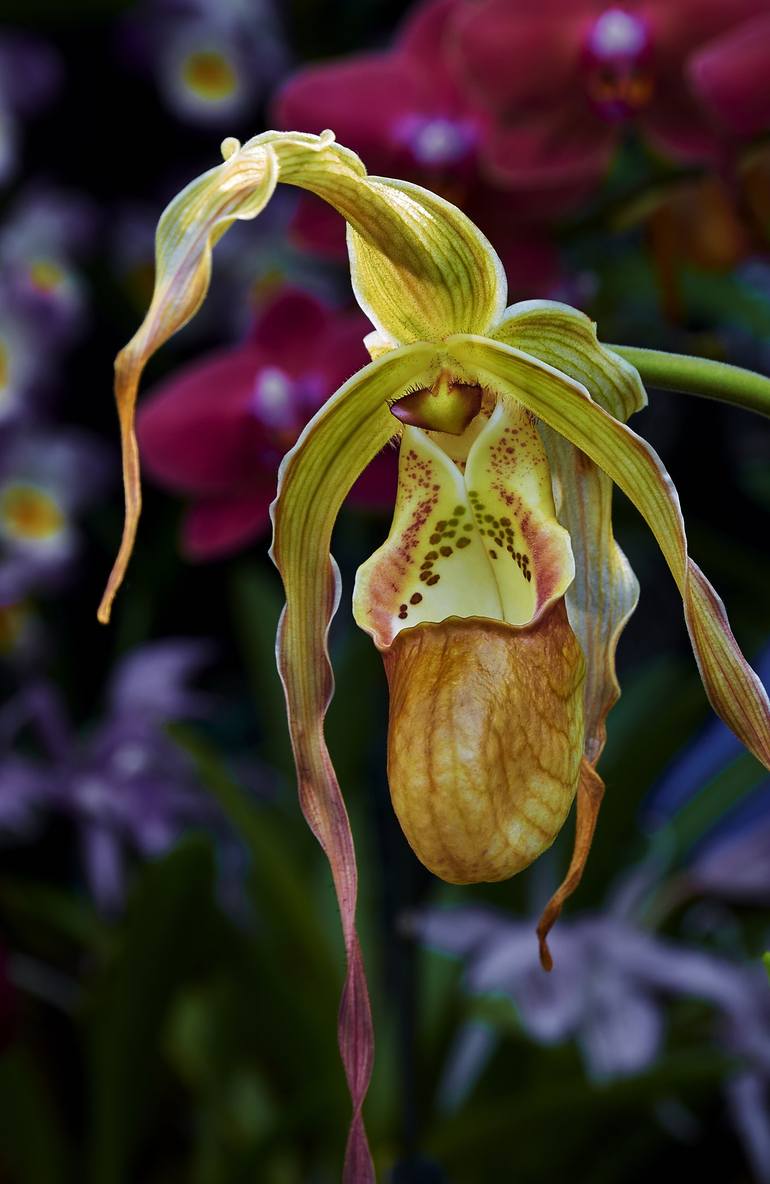 Grande Phrag Photography by Peter Treiber | Saatchi Art