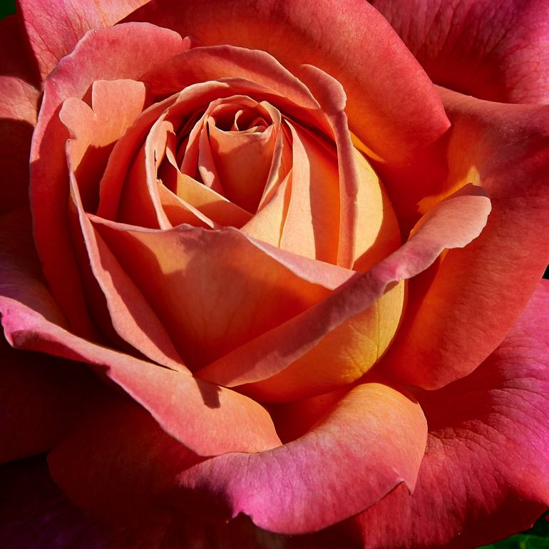 Orange Popper Photography by Peter Treiber | Saatchi Art