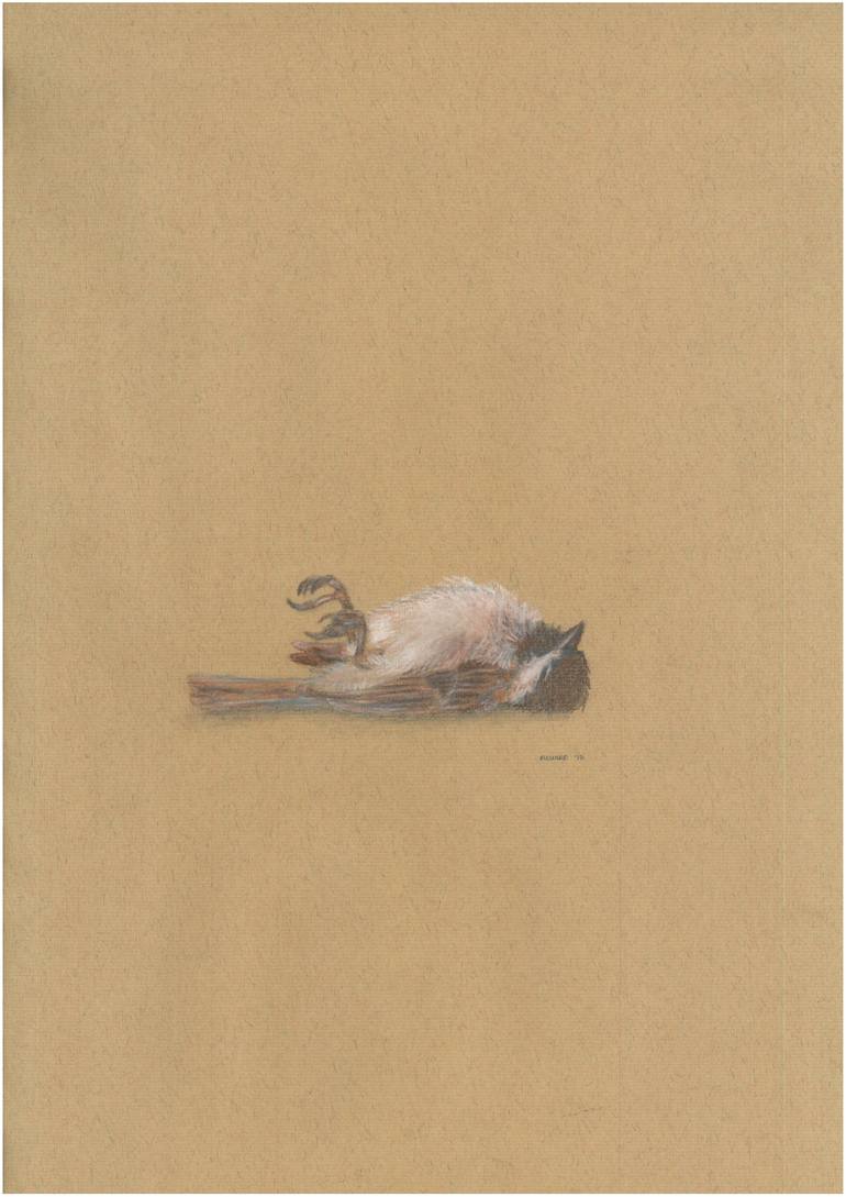 Sparrow Drawing by Alexandra Rouard | Saatchi Art