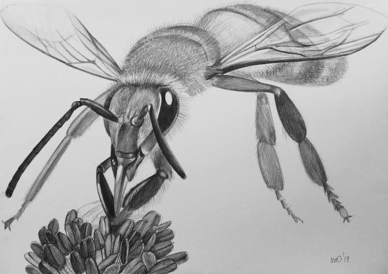 Landing Bee IV Drawing by Violeta Vollmer | Saatchi Art