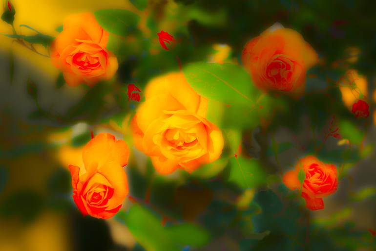 Roses Photography by Scott York | Saatchi Art