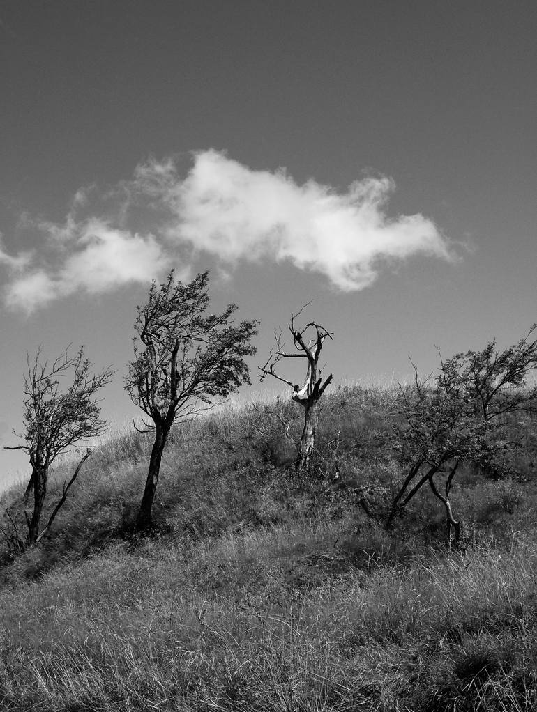 Bracing the Elements Photography by Tim Guest | Saatchi Art