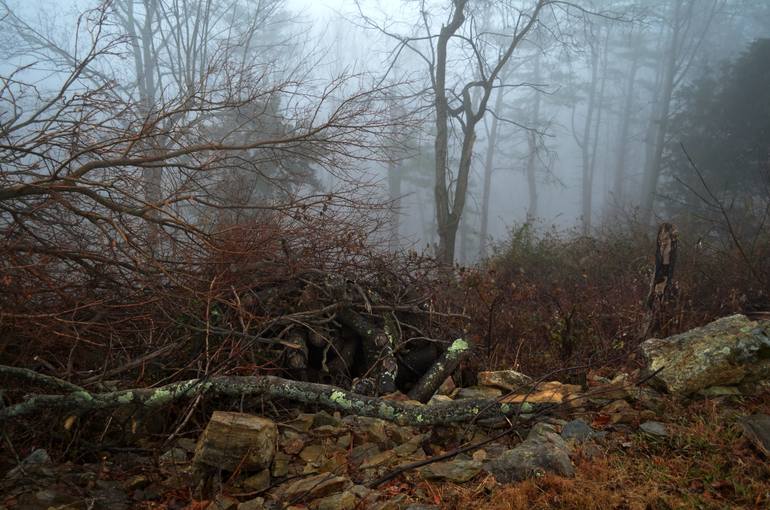 in the woods - Limited Edition 20 of 20 Photography by gregory gli ...