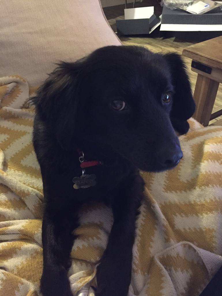 My dog Franny Sculpture by Darcy Ryan | Saatchi Art