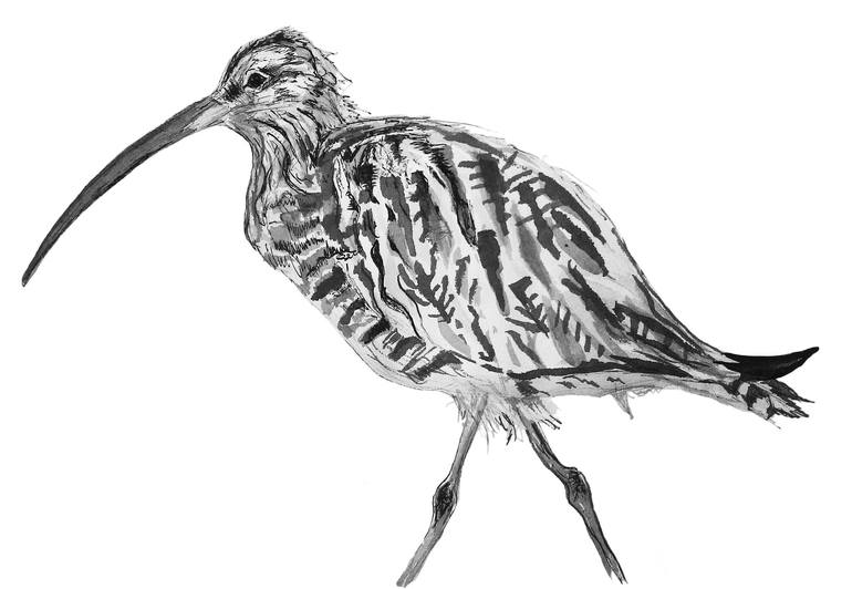 The Curlew Drawing by Jay Ingram-Seal | Saatchi Art