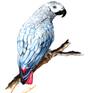 AFRICAN GREY PARROT Drawing by KARIN BEST | Saatchi Art