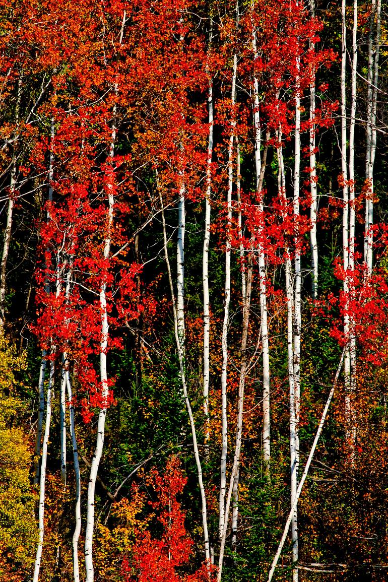 Forest of Color Photography by Lucas Jmieff | Saatchi Art