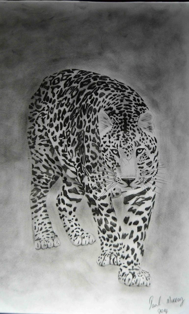 Leopard Drawing by Paul Murray | Saatchi Art