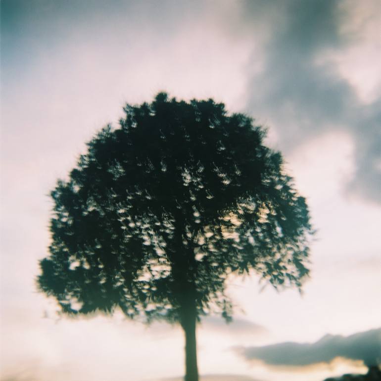 The fuzzy tree Photography by Lanzolla Vincent | Saatchi Art