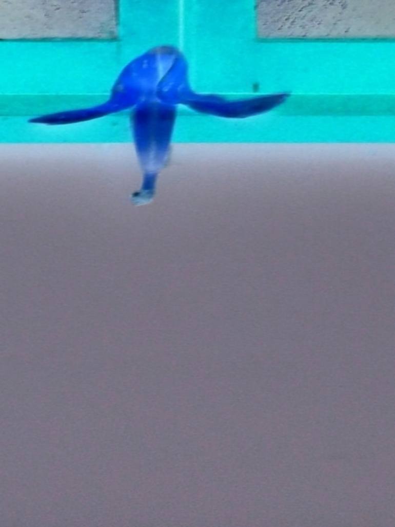 Chronicles of the Blue Banana-On a High Narrow Ledge Sculpture by ...