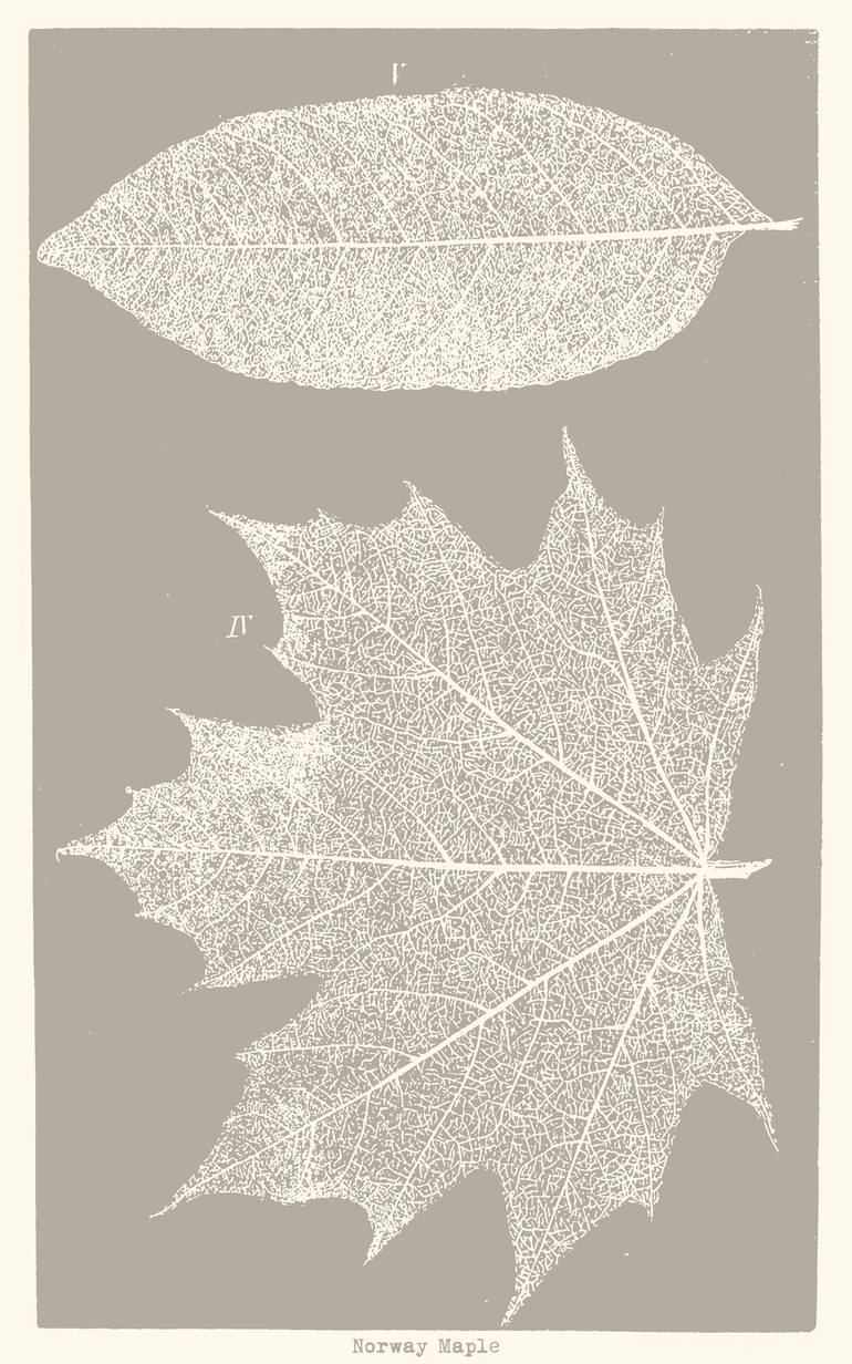 Skeletonized - Norway Maple Leaf Photography by Mark Gantt | Saatchi Art