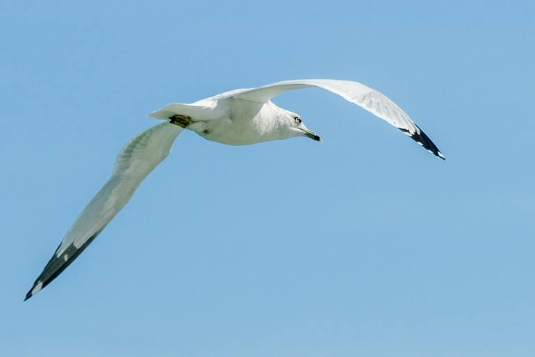 Soar and Sea - Limited Edition of 5 Photography by Scott DubhGhaill ...