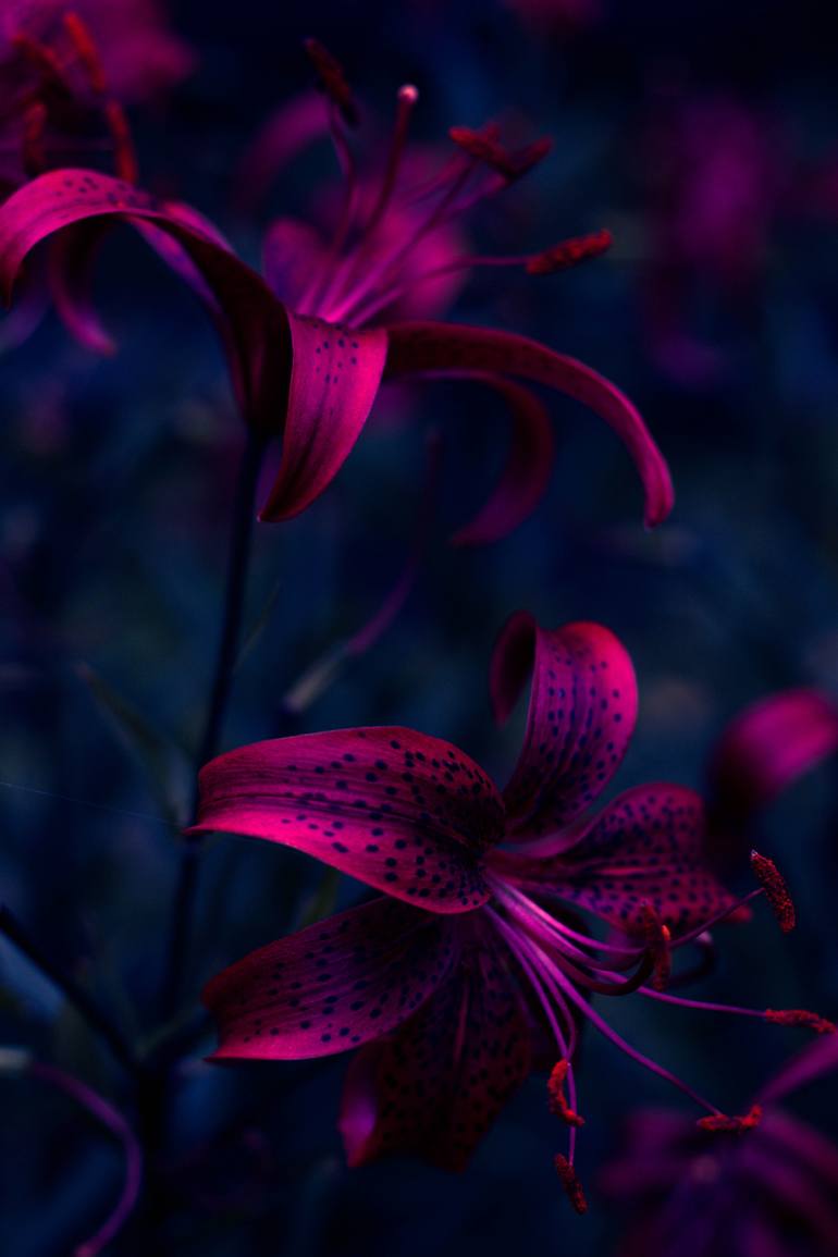 Night lilies - Limited Edition of 25 Photography by Larisa Siverina ...