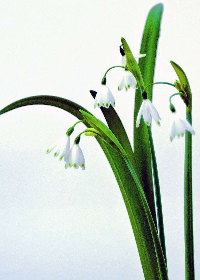 Snowdrops Photography by Peter Kane | Saatchi Art