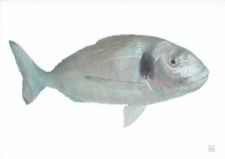 Gilthead Seabream Drawing by Carlos Javier Márquez | Saatchi Art