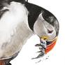 Puffin's Haul Drawing by Soo Beng Lim | Saatchi Art