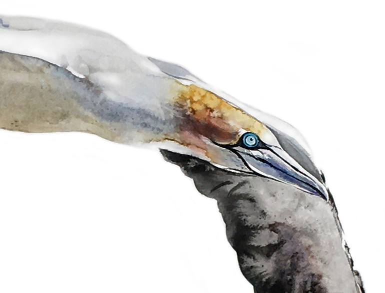 Gannet of the Skies Drawing by Soo Beng Lim | Saatchi Art