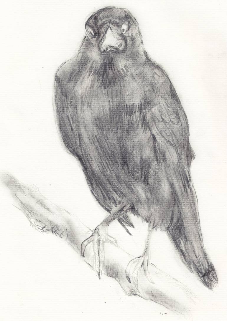 crow 2 Drawing by Jeffrey Yount | Saatchi Art