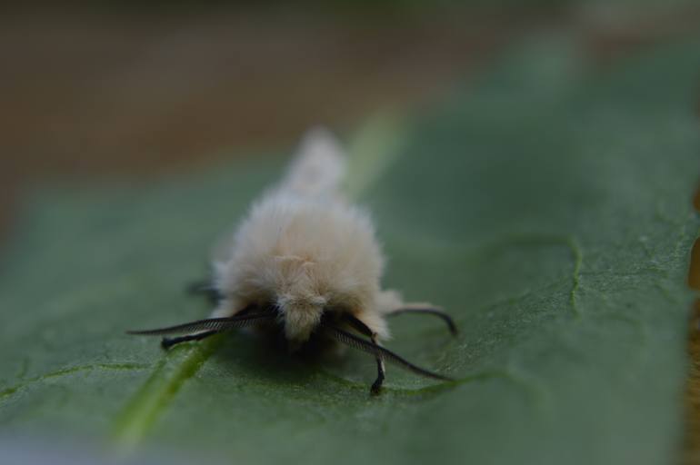 sleepy white ermine moth Photography by lainey irvine | Saatchi Art
