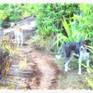 2 dogs on a path Photography by Ashish Agarwal | Saatchi Art