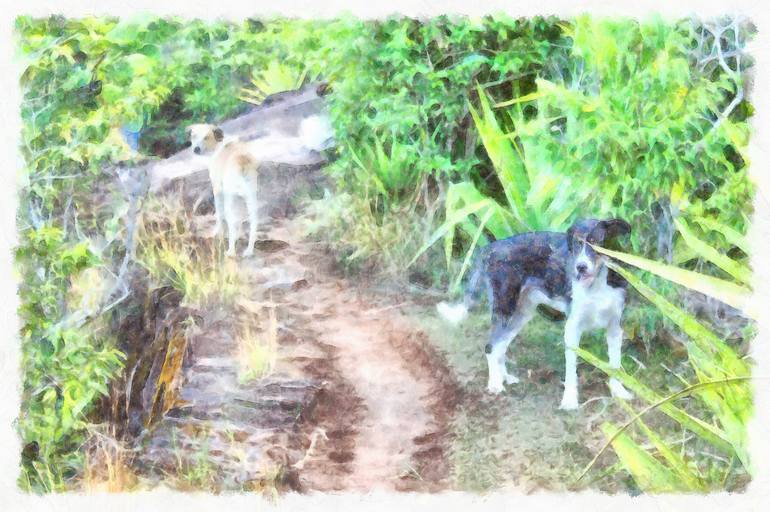 2 dogs on a path Photography by Ashish Agarwal | Saatchi Art