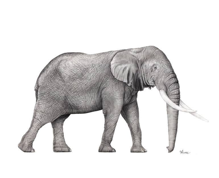 Bull Elephant Drawing by Richard Moore | Saatchi Art