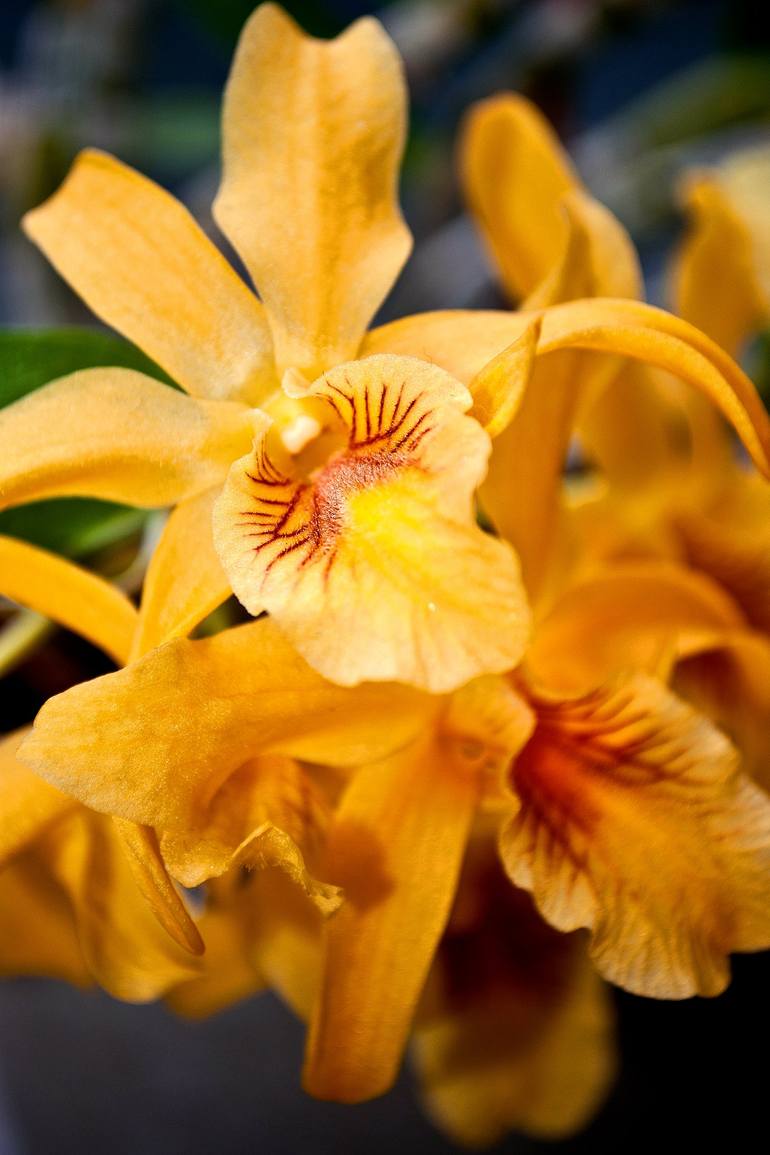 Yellow Orchid Flower Flowering Plant Photography by Andy Evans Photos ...
