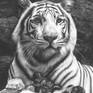 White Tiger Drawing by Jerry Winick | Saatchi Art
