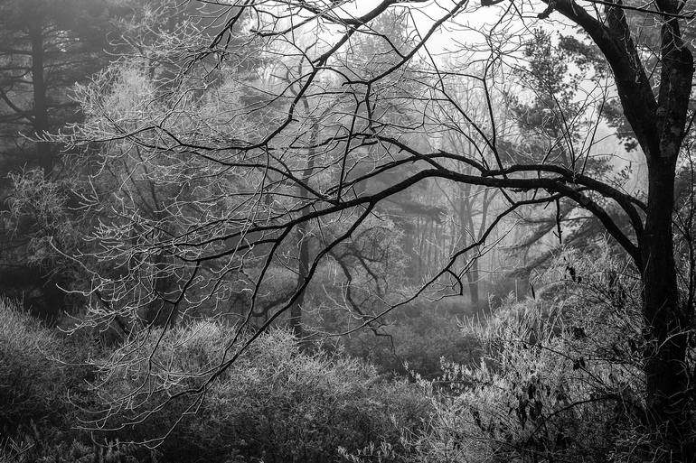 Frost & Mist Photography by Chuck Haupt | Saatchi Art