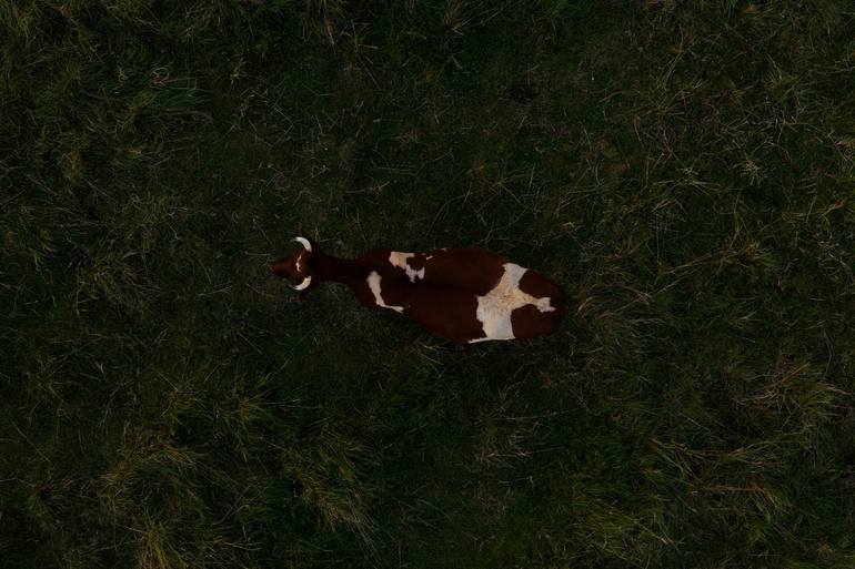 Cow from above Photography by Erik Hammar | Saatchi Art