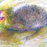 young coot Painting by Maria Westra | Saatchi Art