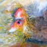 young coot Painting by Maria Westra | Saatchi Art
