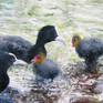 coot with young Painting by Maria Westra | Saatchi Art