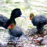 coot with young Painting by Maria Westra | Saatchi Art