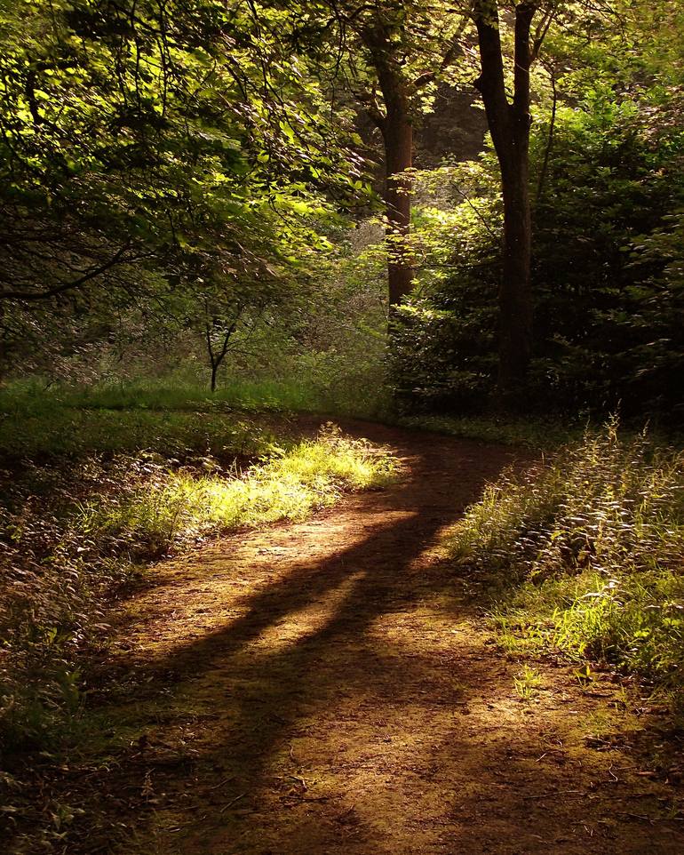 Tree Shadow at Sunset Photography by Reuben Avellano | Saatchi Art
