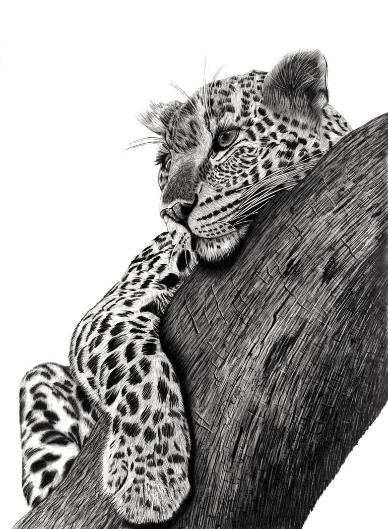 Resting Leopard Drawing by Paul Stowe | Saatchi Art