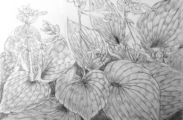 Flowering Hostas Drawing by Phong Trinh | Saatchi Art