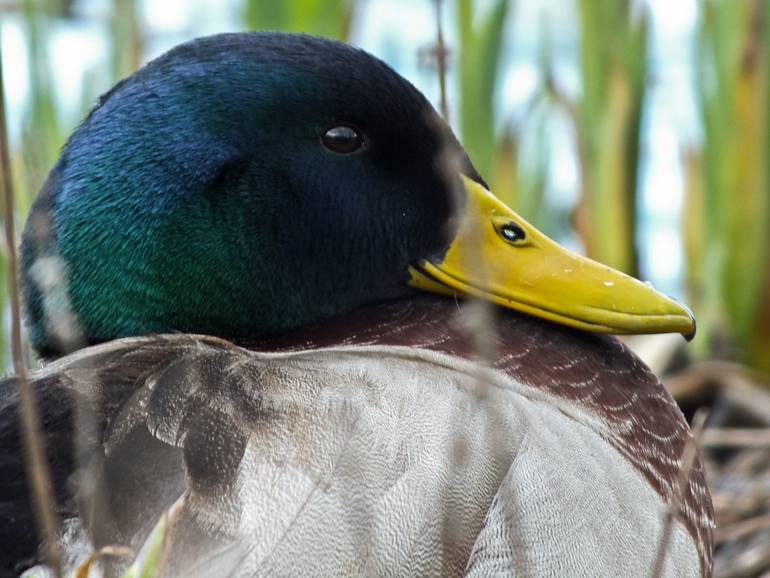 Resting Mallard Photography by David Hancock | Saatchi Art