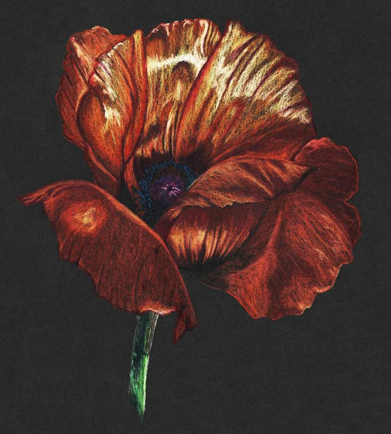 The Red Poppy Drawing by the Ice Dragon | Saatchi Art