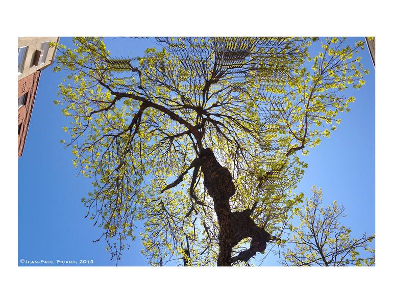 Spring Tree (Limited Edition Print) Photography by Jean-Paul Picard ...