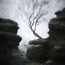 Lone Windswept Tree On A Rocky Outcrop - Limited Edition 1 of 15 ...