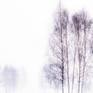 Silver Birch Trees In Snow - Limited Edition 1 of 9 Photography by Paul ...