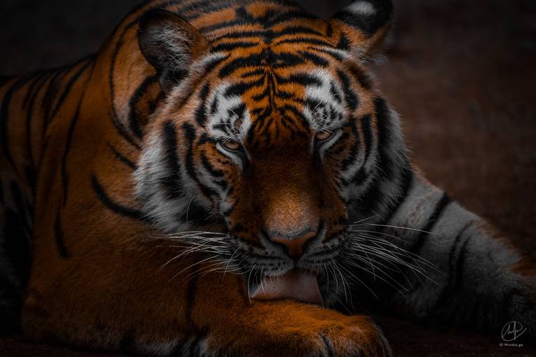 The hypnotic and fascinating gaze of a Tiger. Photography by Mindia ...