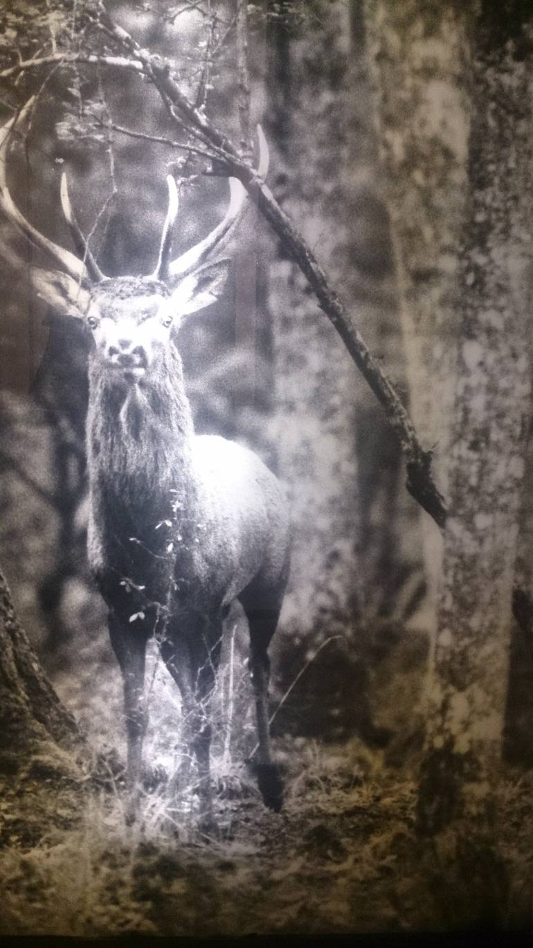 Lightning deer (Limited Edition 4/10) Photography by Andreas KüHl ...
