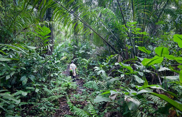trail to a plantation Photography by David Korte | Saatchi Art