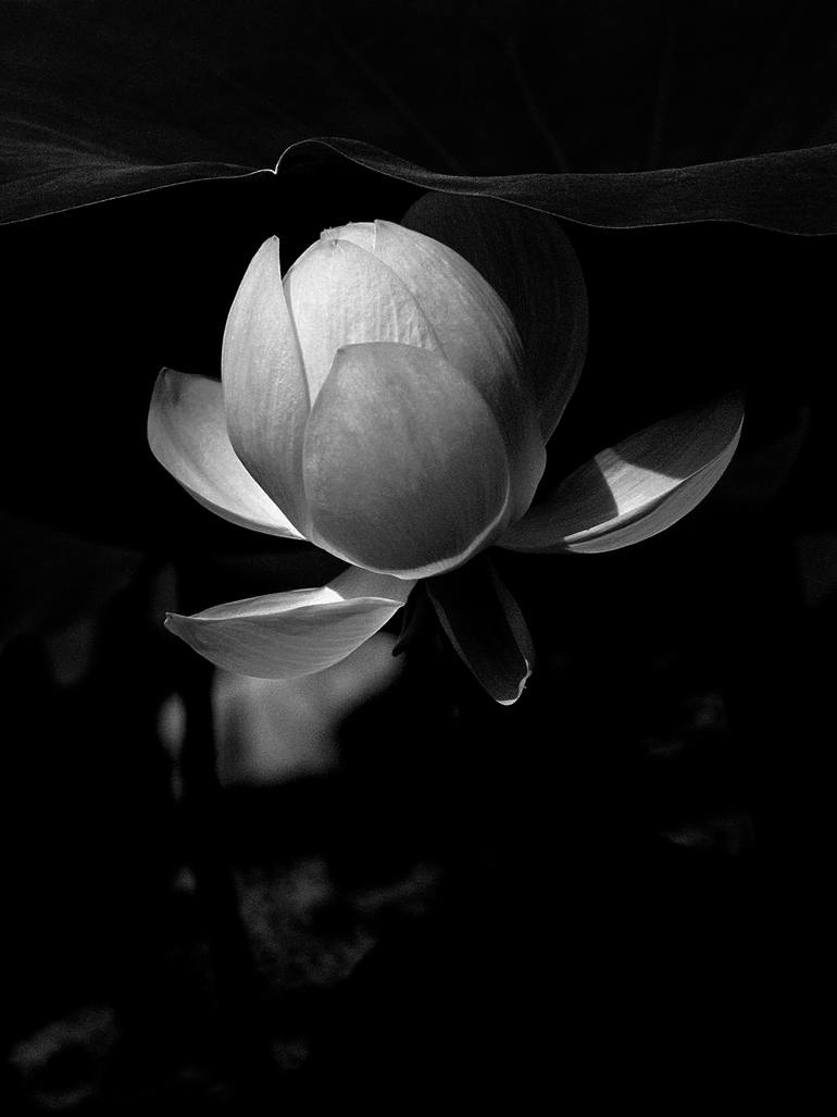 Lotus #105, Limited Edition 1/20 Photography by Janos Sison | Saatchi Art