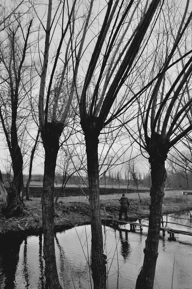 bare trees Photography by PIKTO gallery of contemporary photography ...
